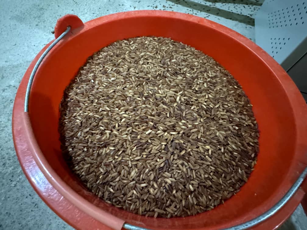 Farmers in south Kyrgyzstan encouraged to grow more rice - Eurasian Star